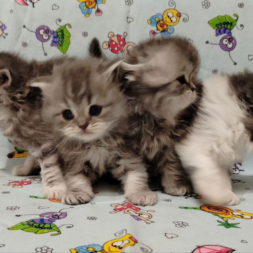 Шотландские котята