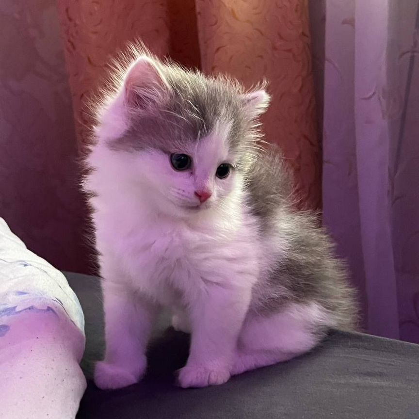 Сибирские котята