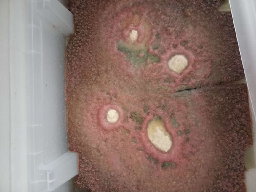 Трубочник изя