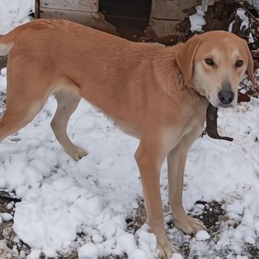 Русская гончая, взрослая собака