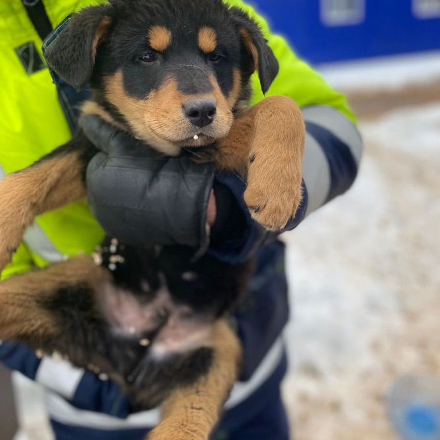 Щенок в добрые руки