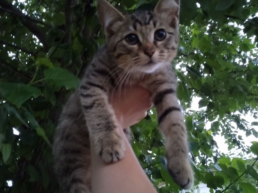 Котёнок в добрые руки москва