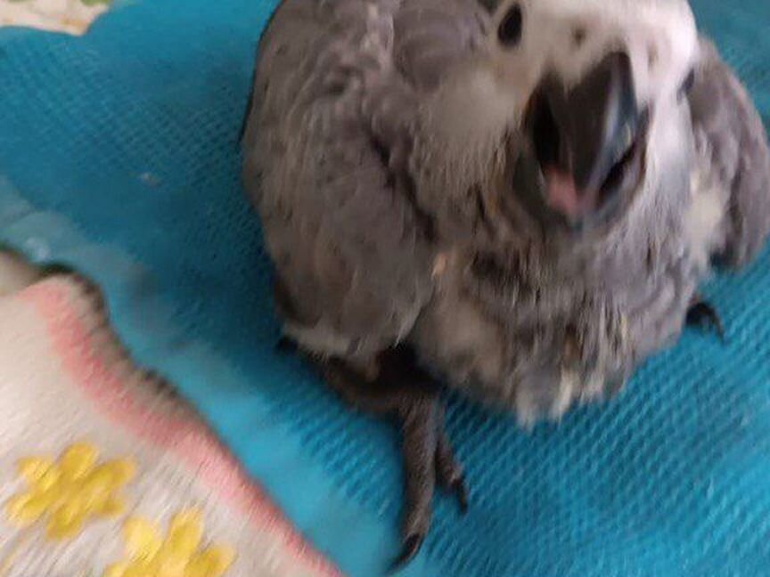 Попугай птенцы