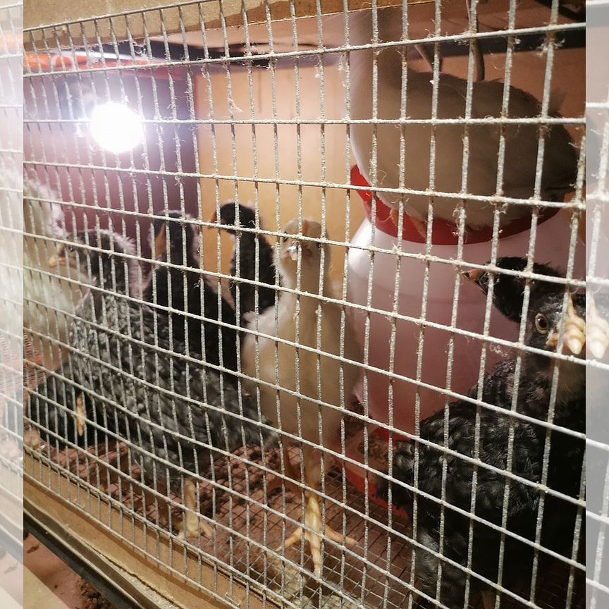 Петушки Доминант