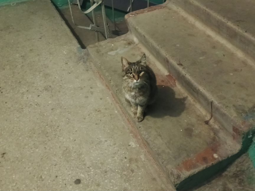 Кот сидит около подезда 8 ласковый