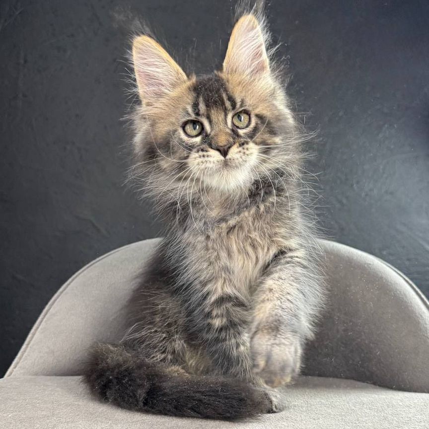 Мейн-кун котёнок