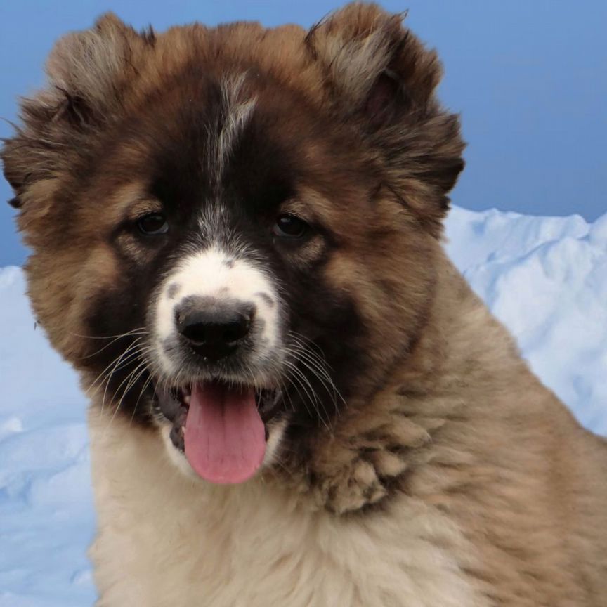 Кавказская овчарка, щенок