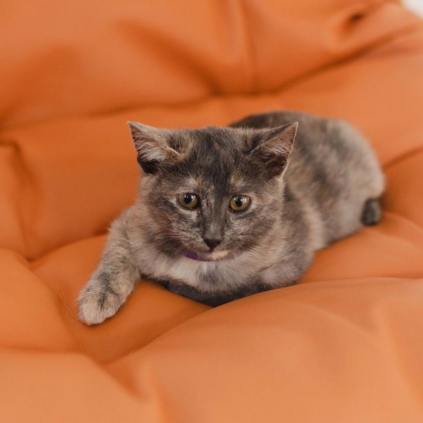 Кошка в добрые руки