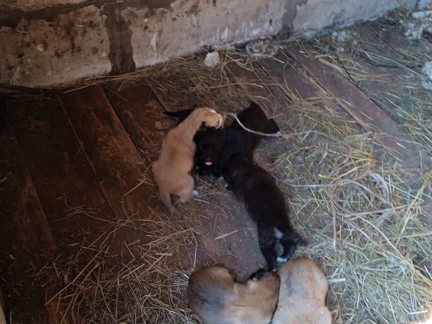 Отдам щенков от восточно европейской лайки