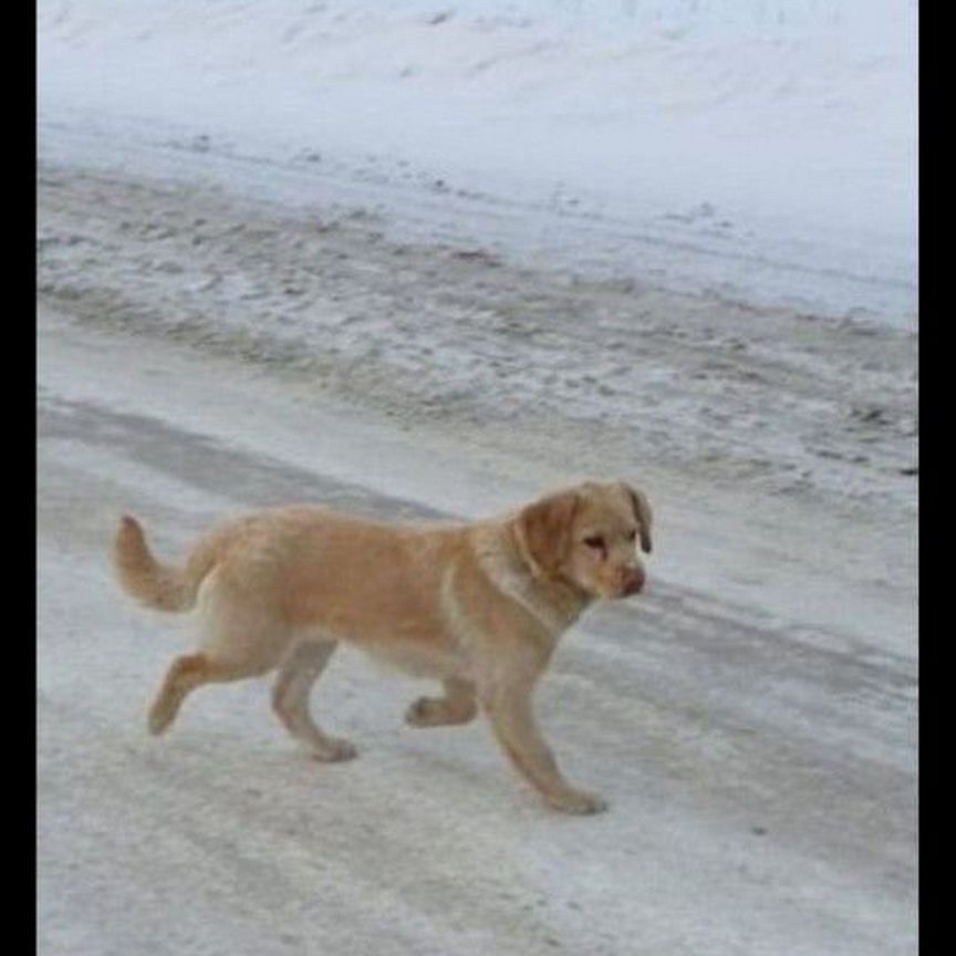 Собачка Лабрадор потерялась