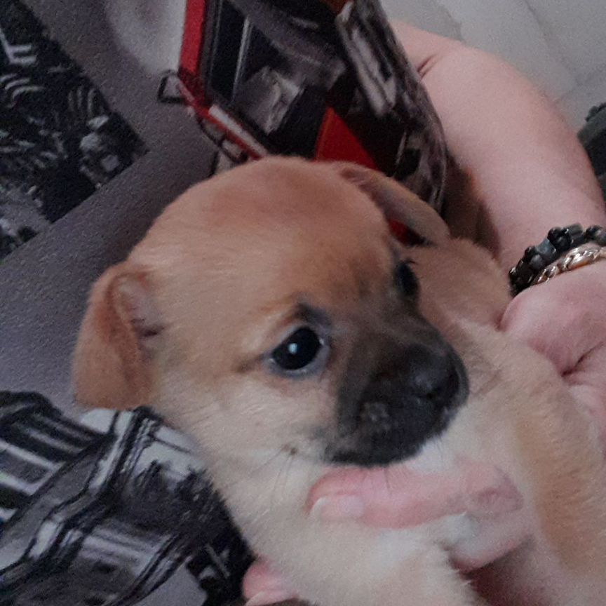 Чихуахуа, щенок