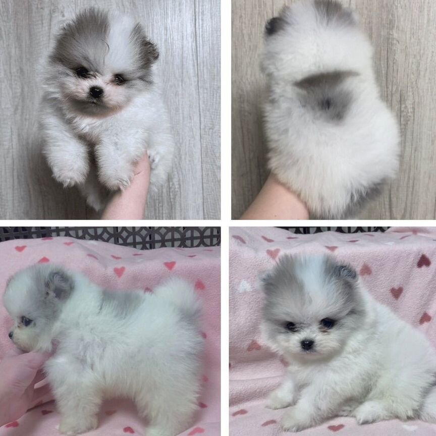 Померанский шпиц, щенок