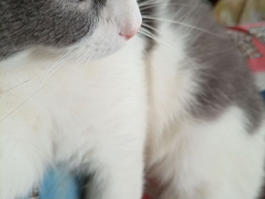 Кошка в дар бесплатно