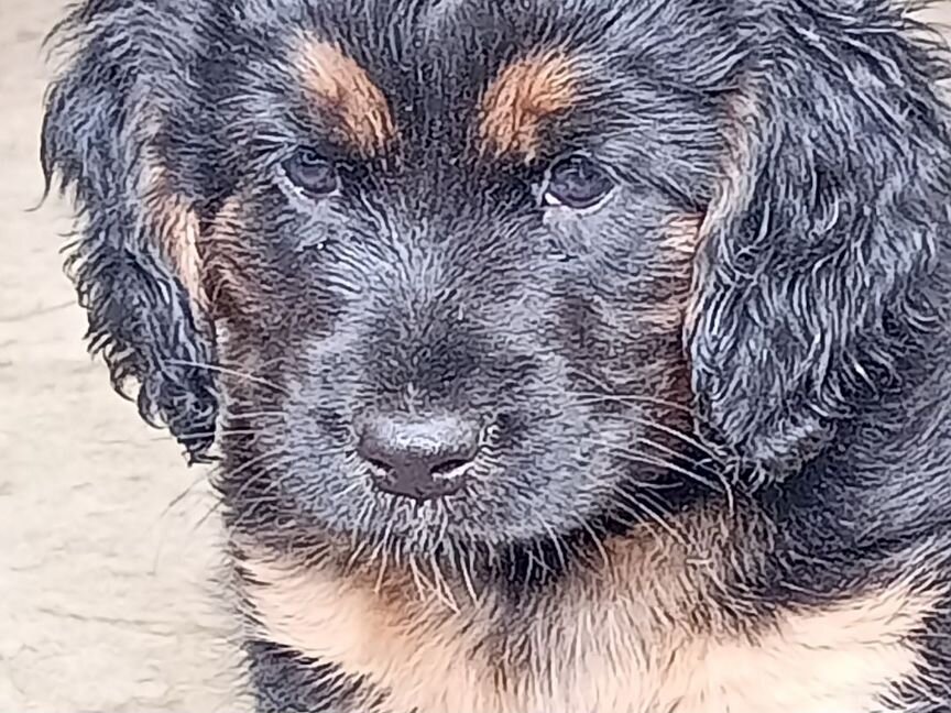 Щенки помесь