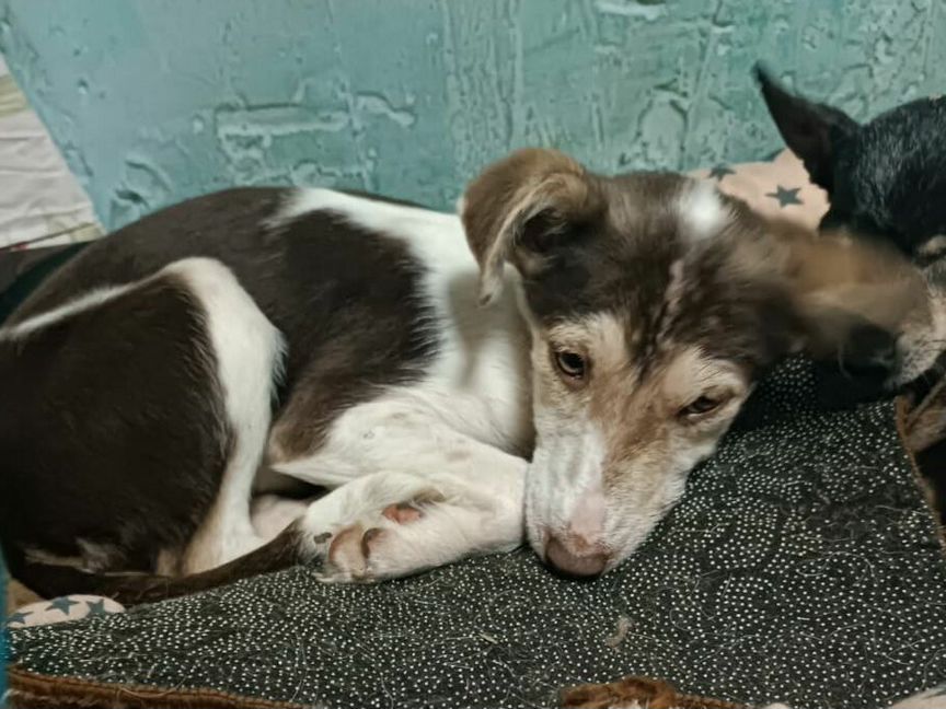 Маленькая собачка, щенок, 4 кг / приют/ бесплатно