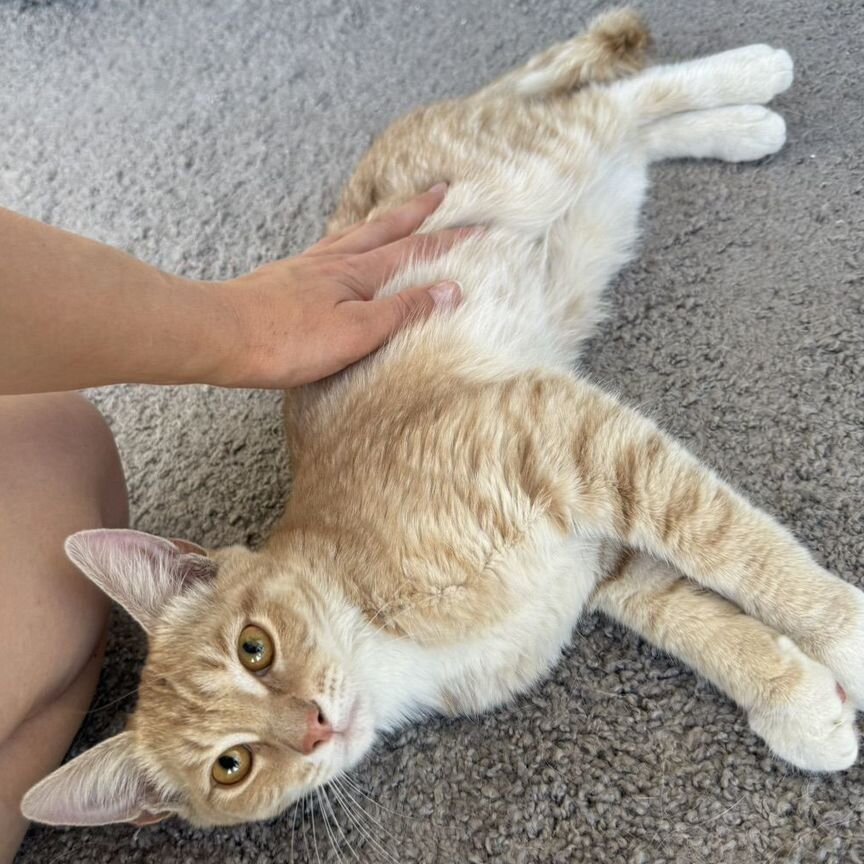 Котёнок в добрые руки