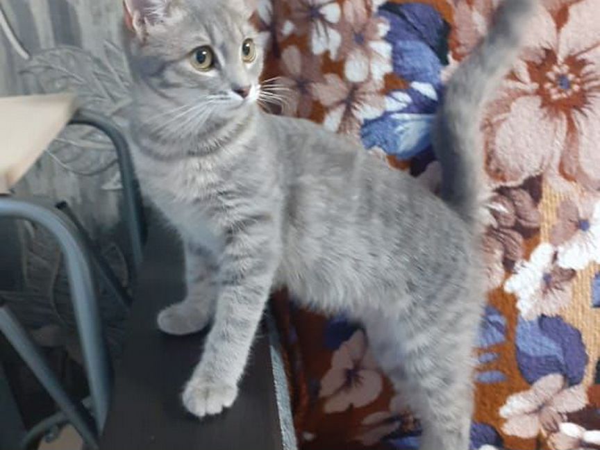 Котенок в добрые руки