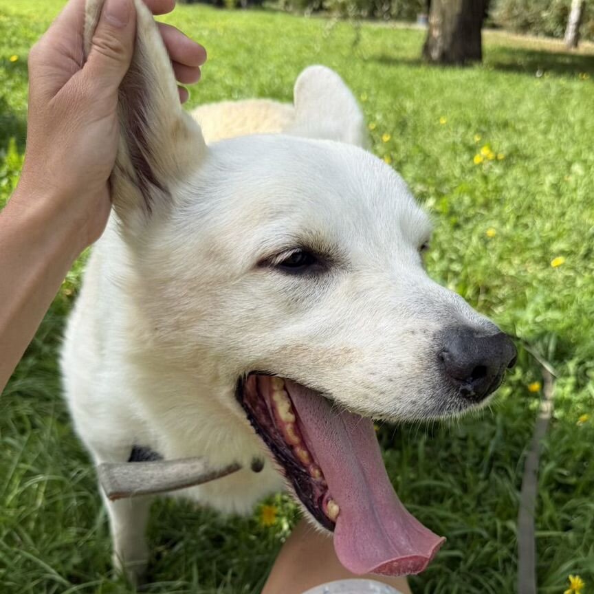 Белая швейцарская овчарка, взрослый пёс