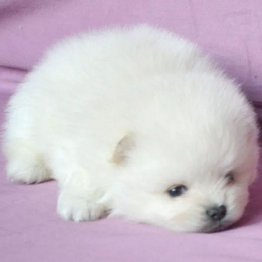 Померанский шпиц, щенок