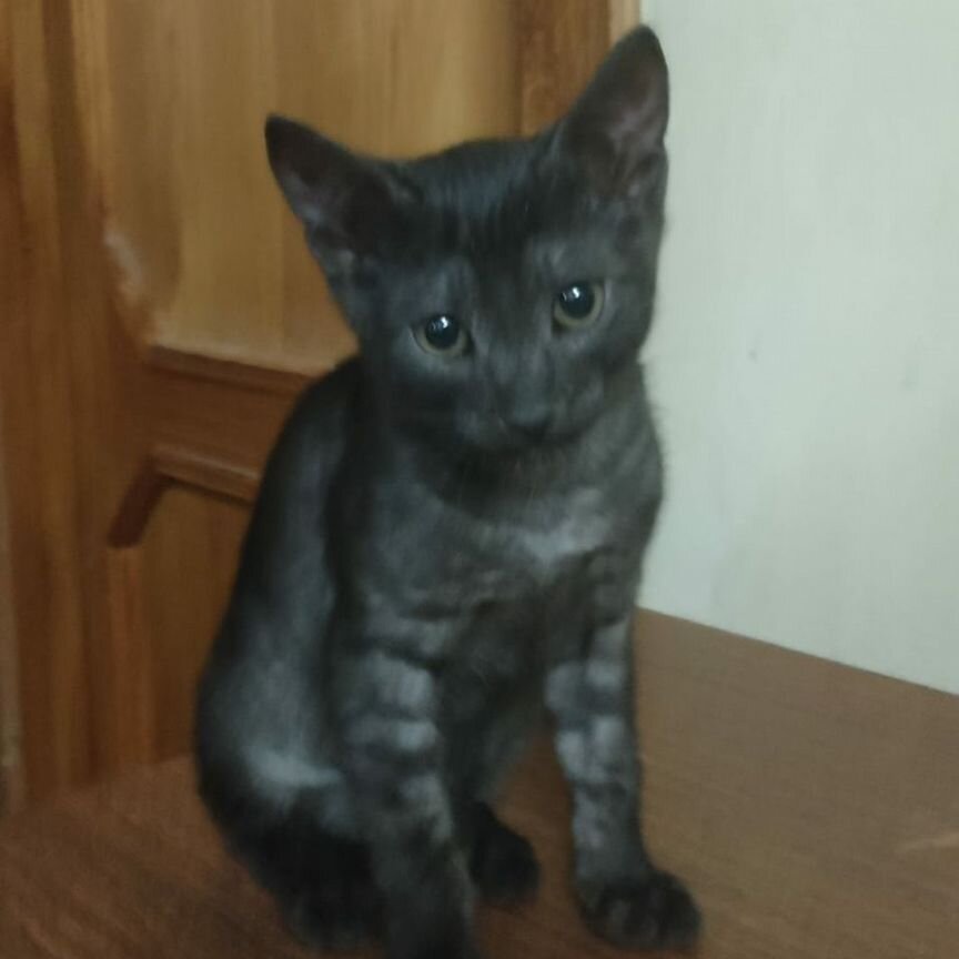 Кот,3 мес. жизнерадостный мышелов