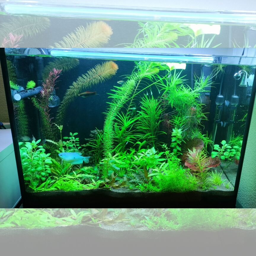 Аквариум 100 литров с растениями и рыбами