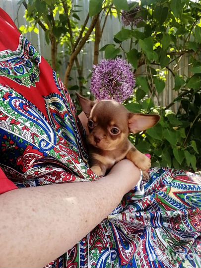 Чихуахуа мини мальчик