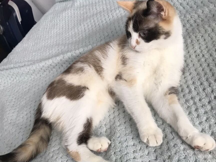 Кошечка в добрые руки)