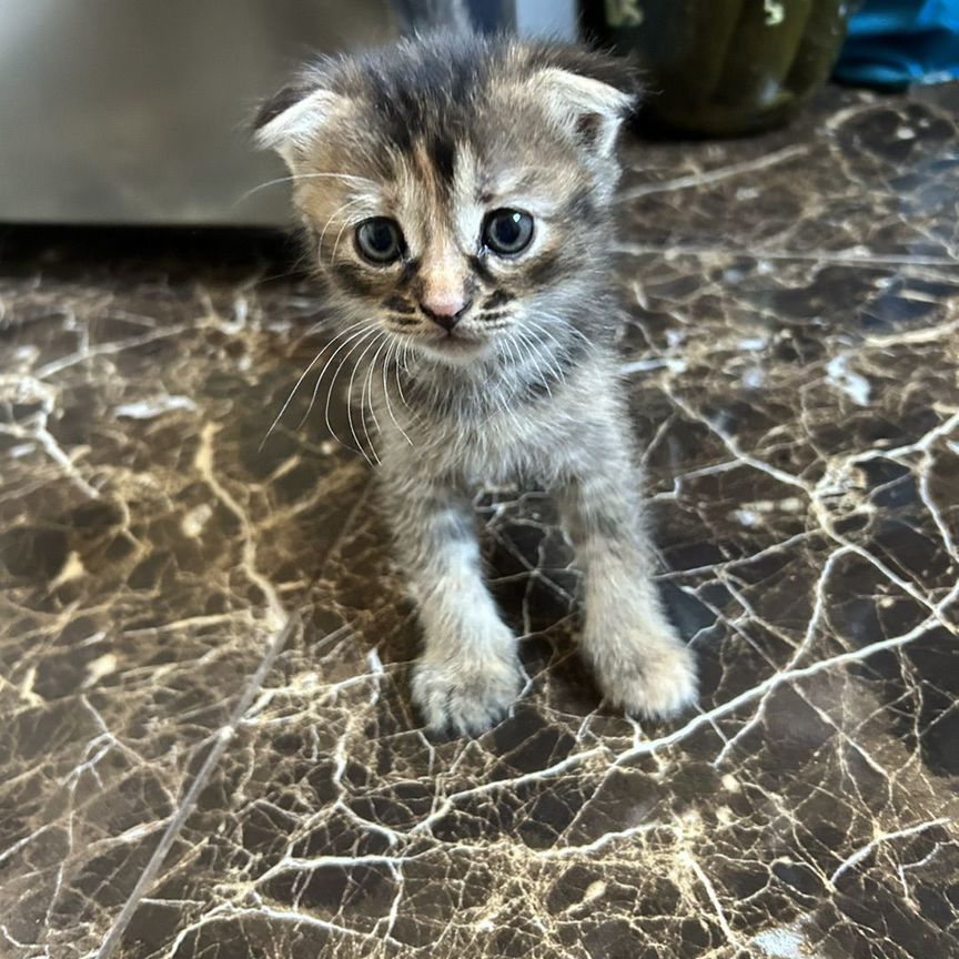 Вислоухие котята