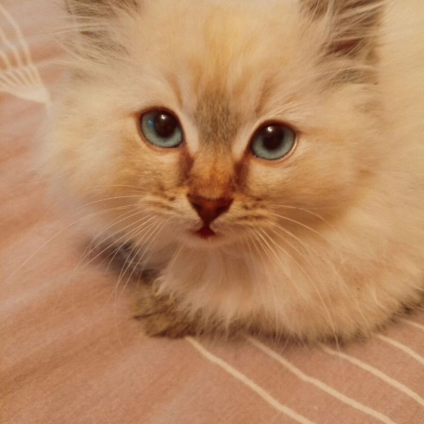 Котёнок голубоглазый
