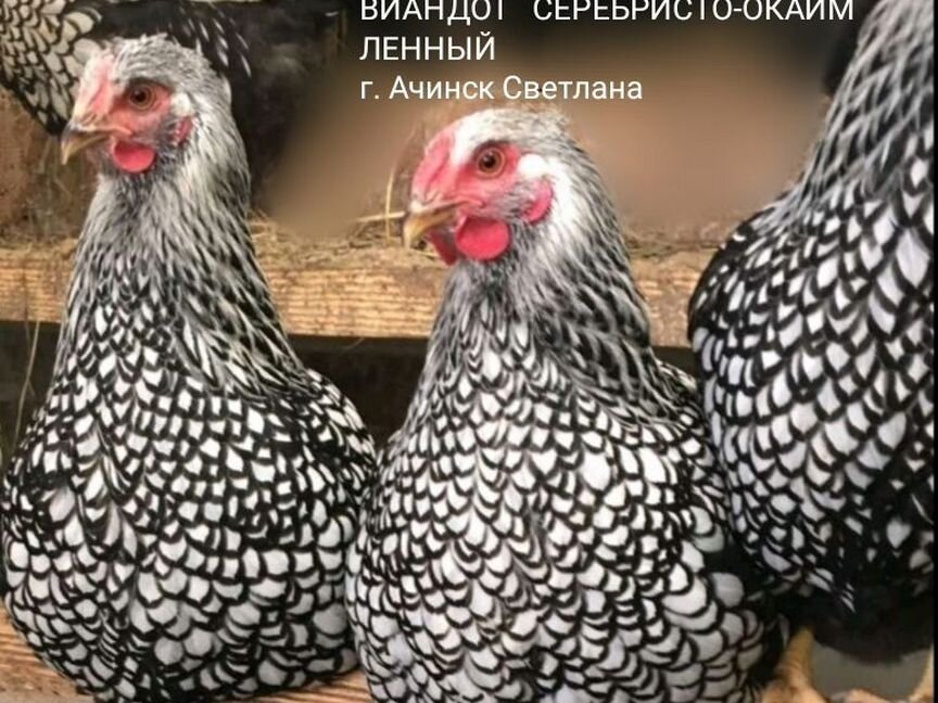 Виандот серебро яйцо инкубационное