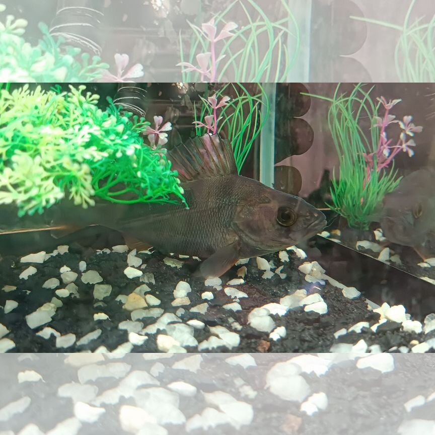 Аквариумный окунь (Perca fluviatilis)