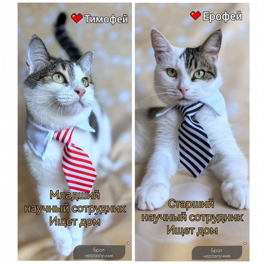 Коты неразлучники братья в добрую семью