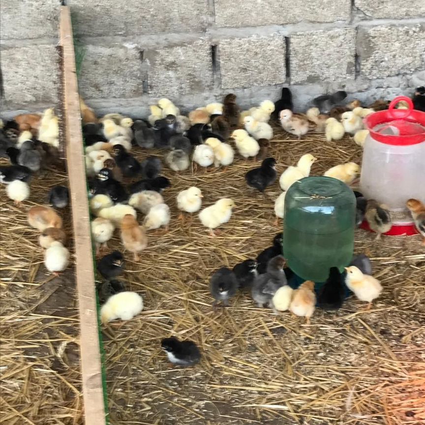 Цыплята,индюки,броилеры