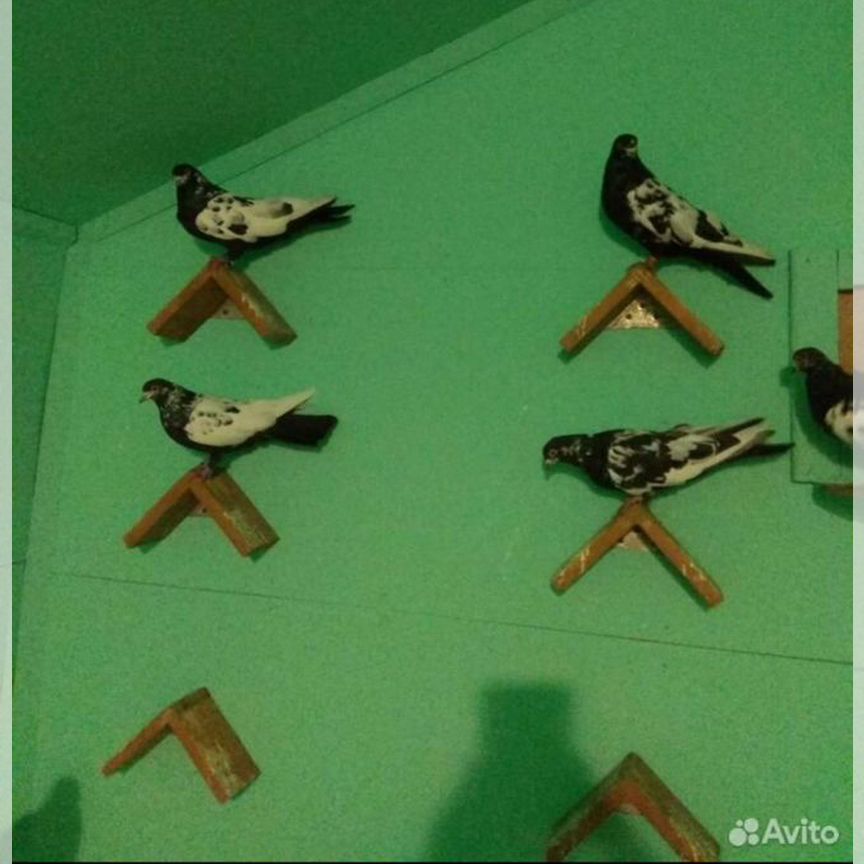 Свердловские высоколетные голуби