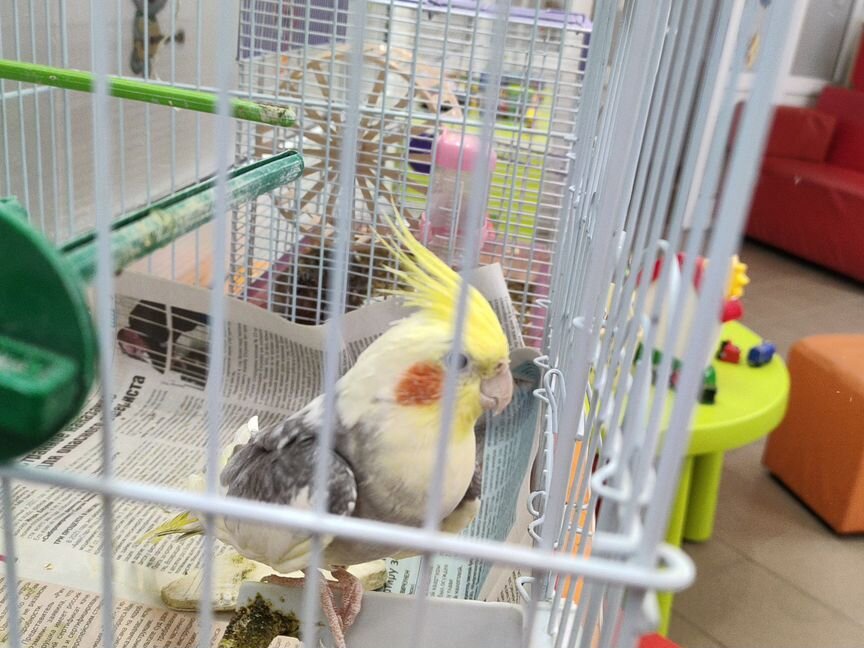 Попугай корелла