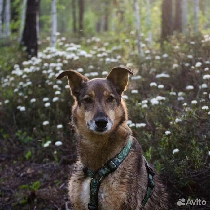 Найда ищет семью