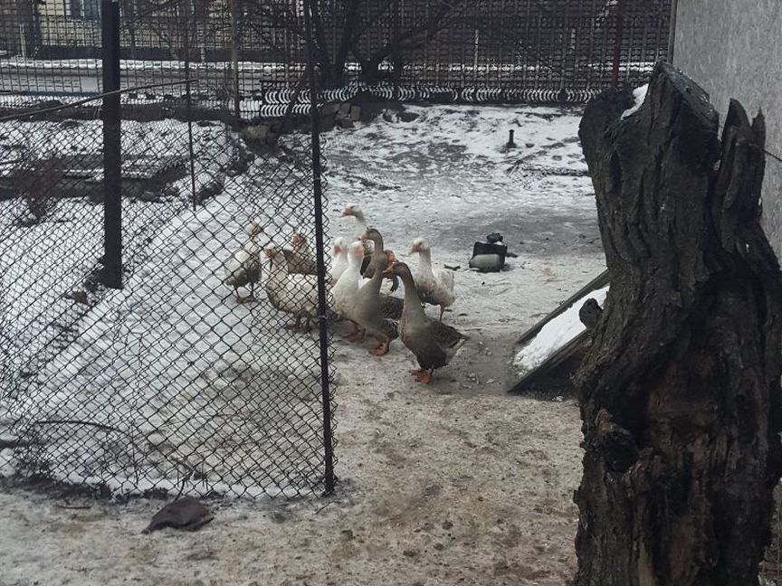 Гуси на забой