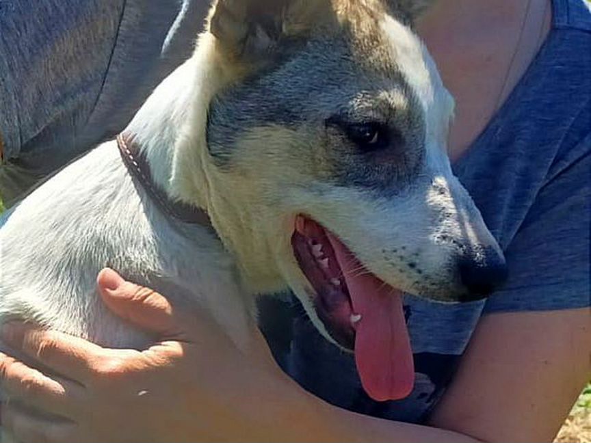 Щенки бесплатно