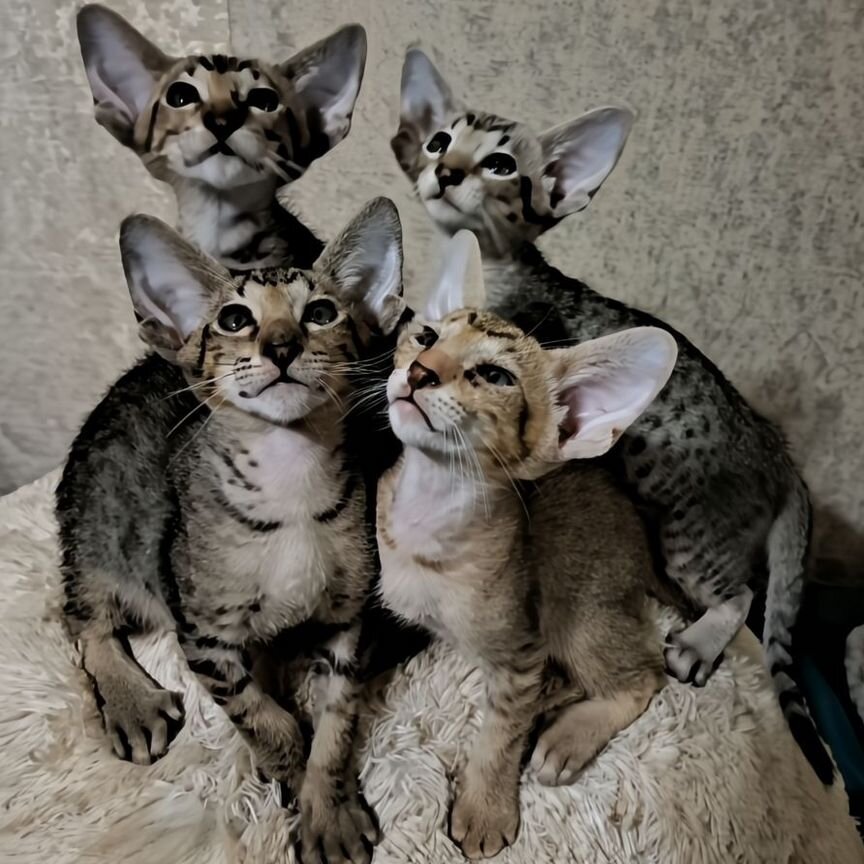 Ориентальный котёнок