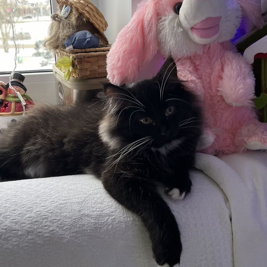 Котёнок в добрые руки