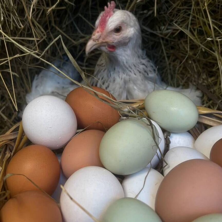 Яйца пищевые