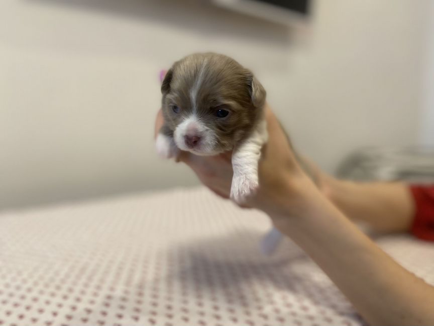 13.03.2024 г.р. Продажа щенков породы "Чихуахуа"