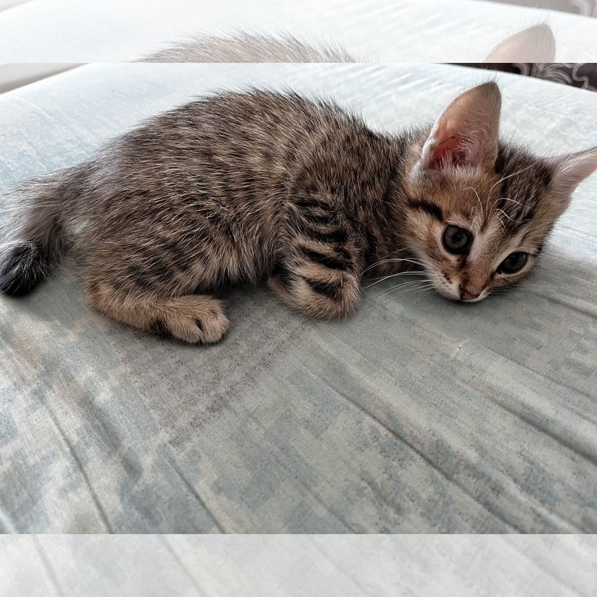 Котенок девочка в добрые руки