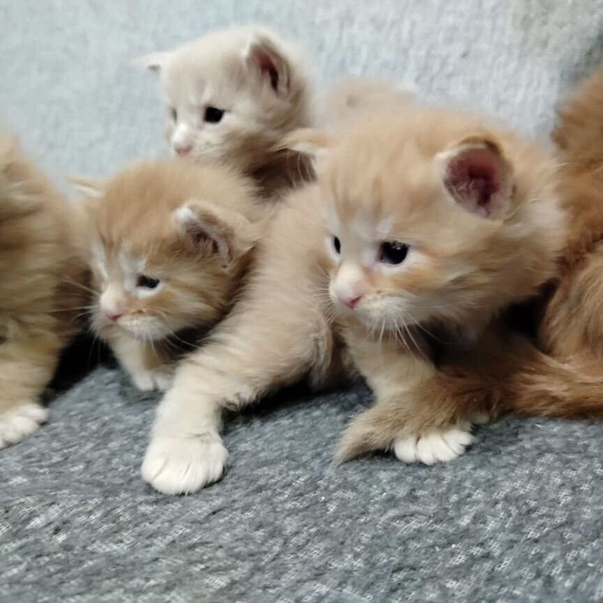 Котята мейн-кун