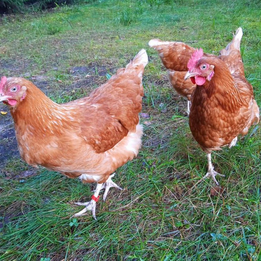 Куры несушки продам