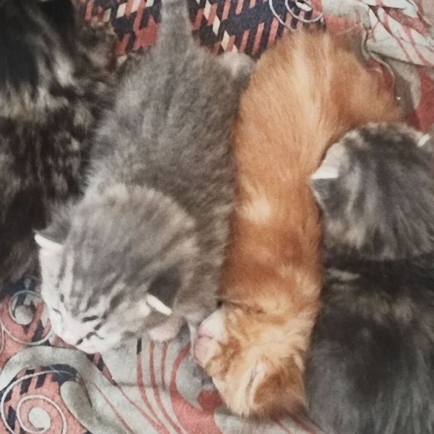 Шотландский вислоухий короткошёрстный котёнок