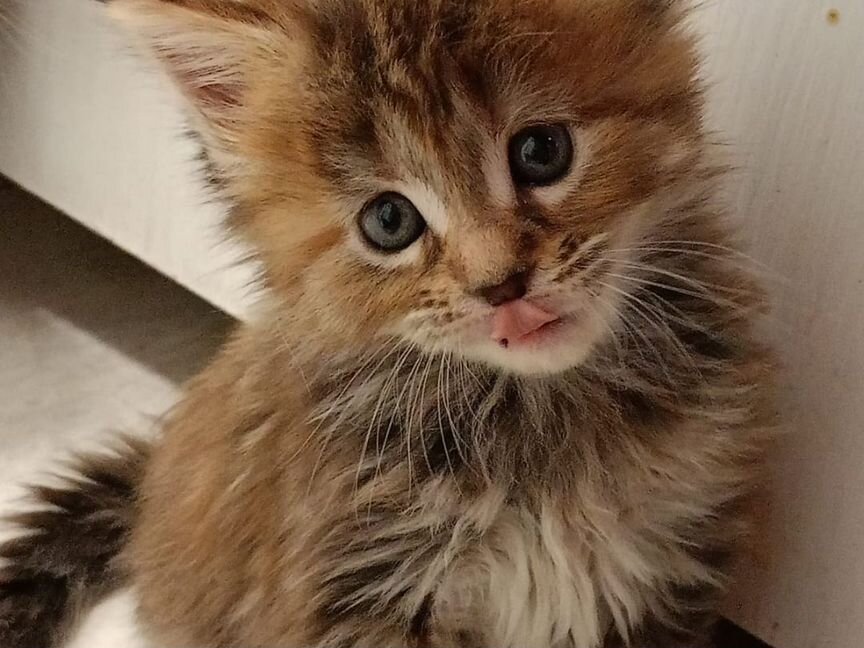 Котята мейн-кун