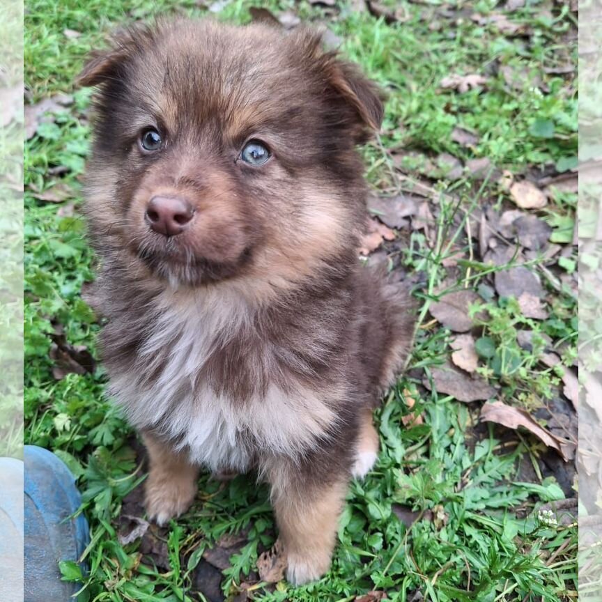 Щенок в добрые руки