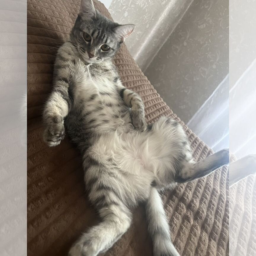 Британский длинношёрстный котёнок