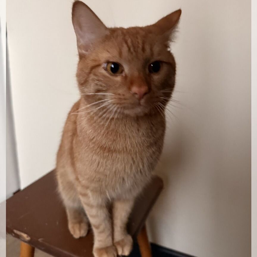 Курильский бобтейл короткошёрстный, взрослый кот